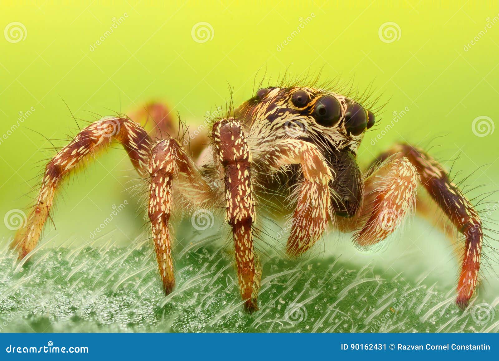 Extreme Magnification - Jumping Spider in the Wild Stock Image - Image ...