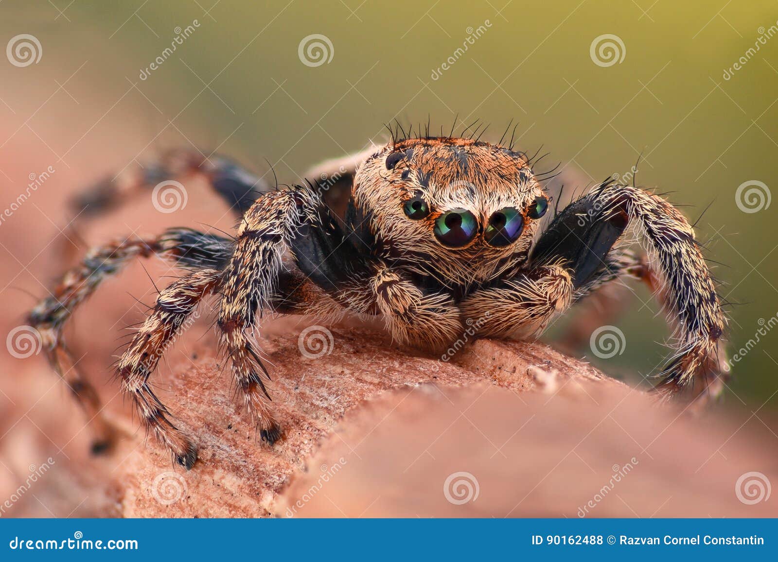 Extreme Magnification - Jumping Spider in the Wild Stock Photo - Image ...