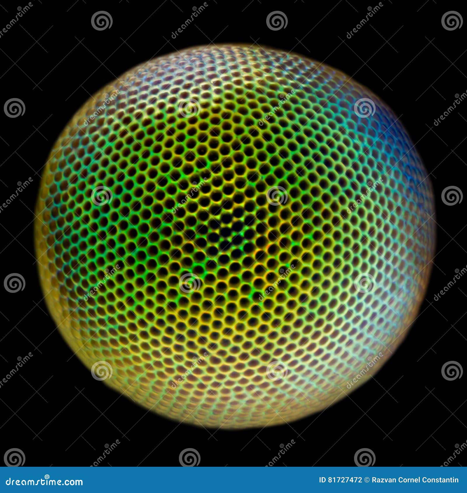 Extreme Magnification - Lacewing Eye Stock Photo - Image of extreme ...