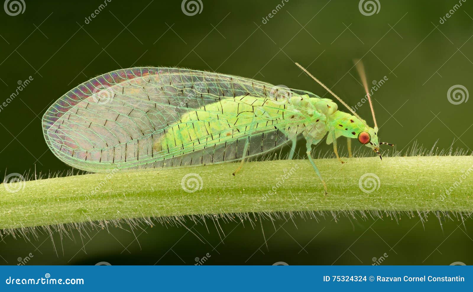 Prismatic Lacewing