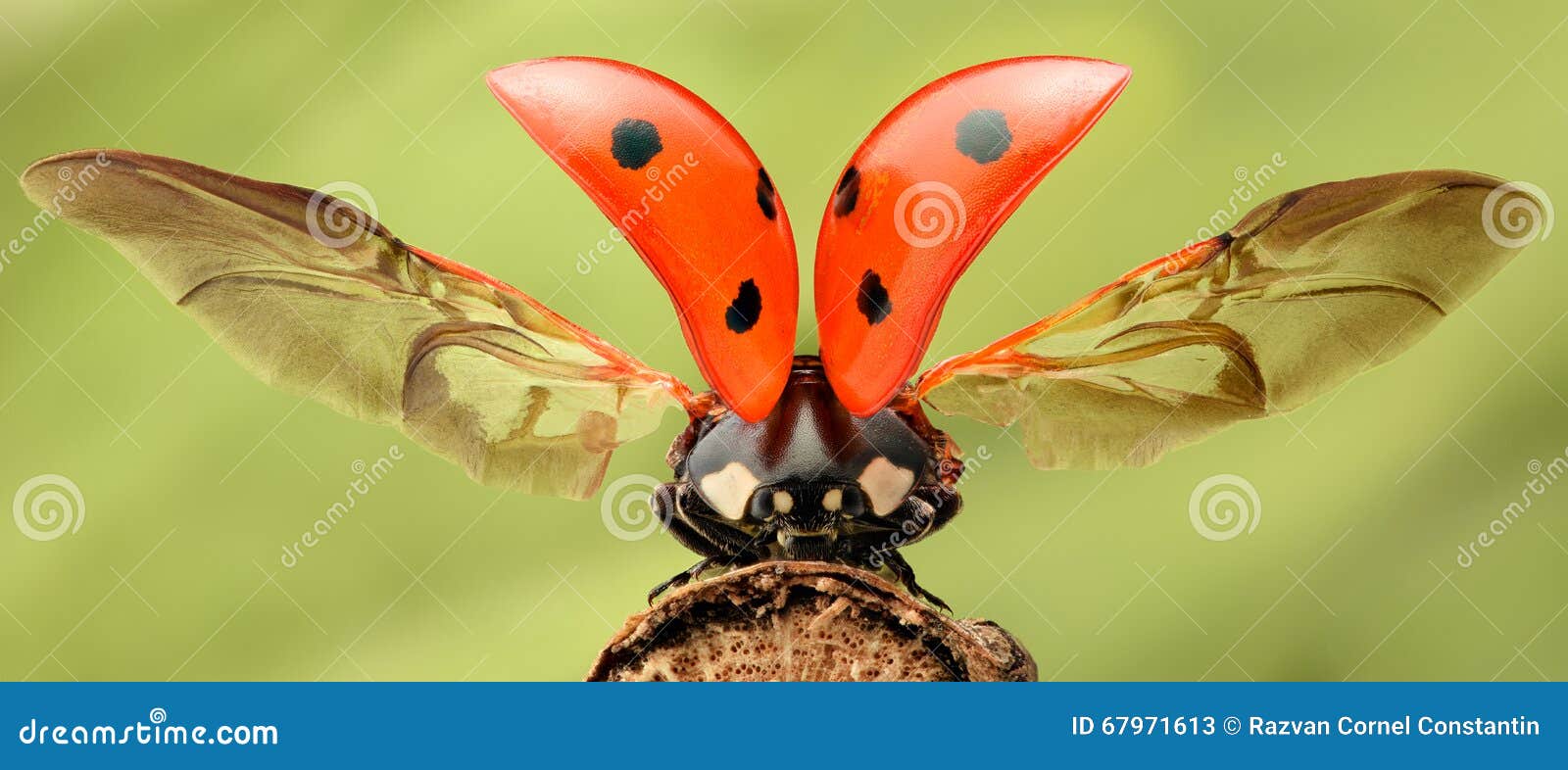 Extreme Magnification - Lady Bug with Spread Wings Stock Image - Image ...