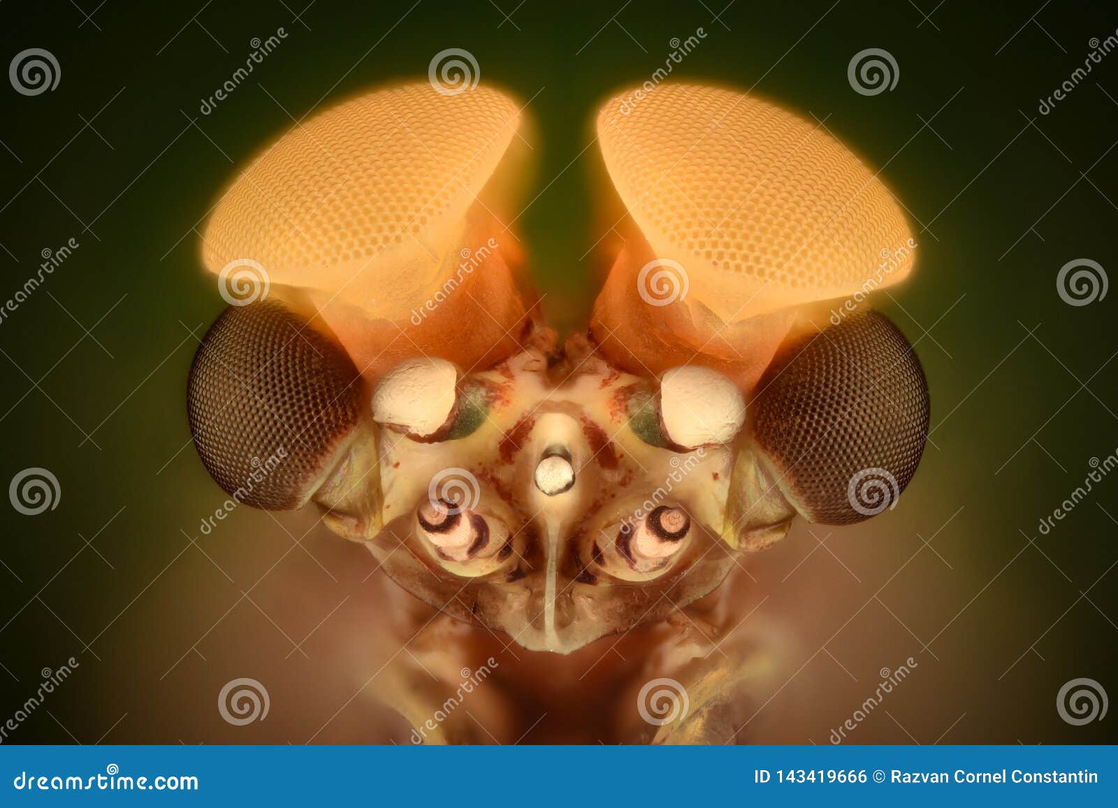 Extreme Magnification - Male Mayfly Stock Photo - Image of ecological ...