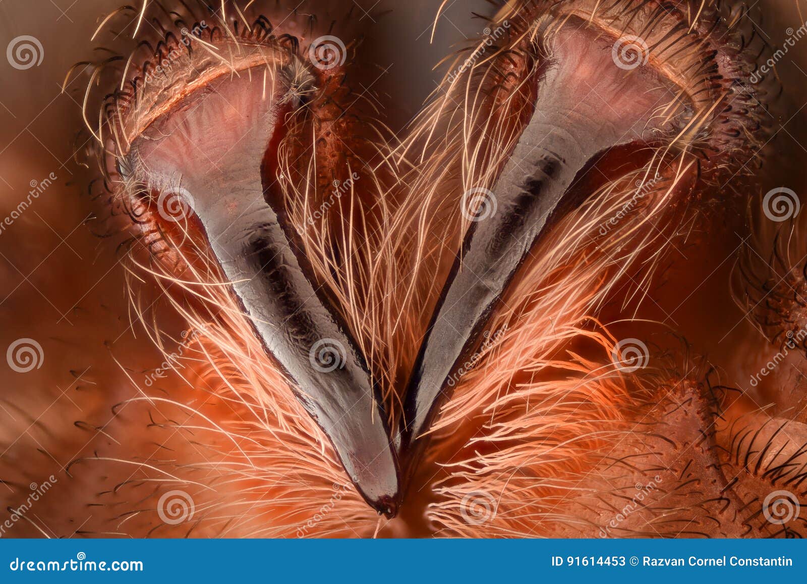 Tarantula Fangs. Spider Tarantula. Close Up Female Of Spider Tarantula ...