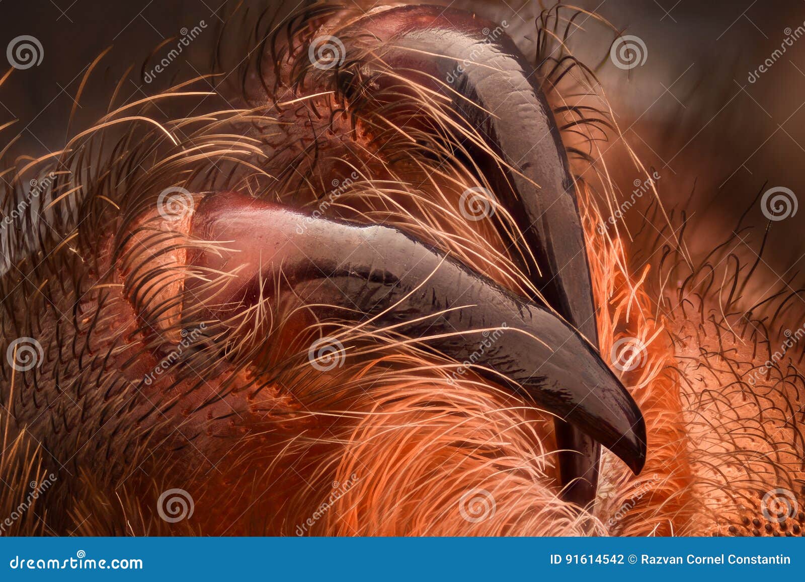Tarantula Fangs. Spider Tarantula. Close Up Female Of Spider Tarantula ...