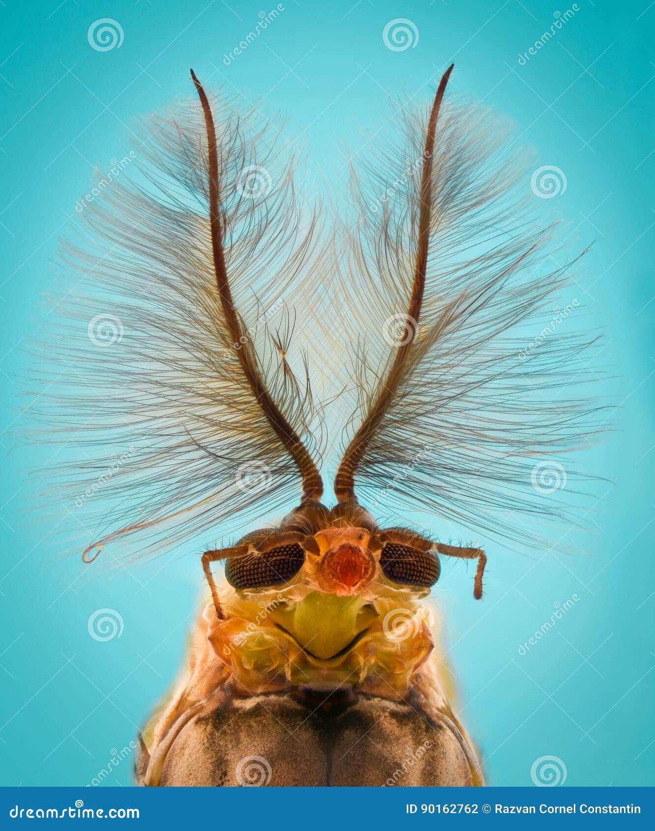 Chironomidae Mosquito Larvae Red Lake Flies Royalty-Free Stock ...