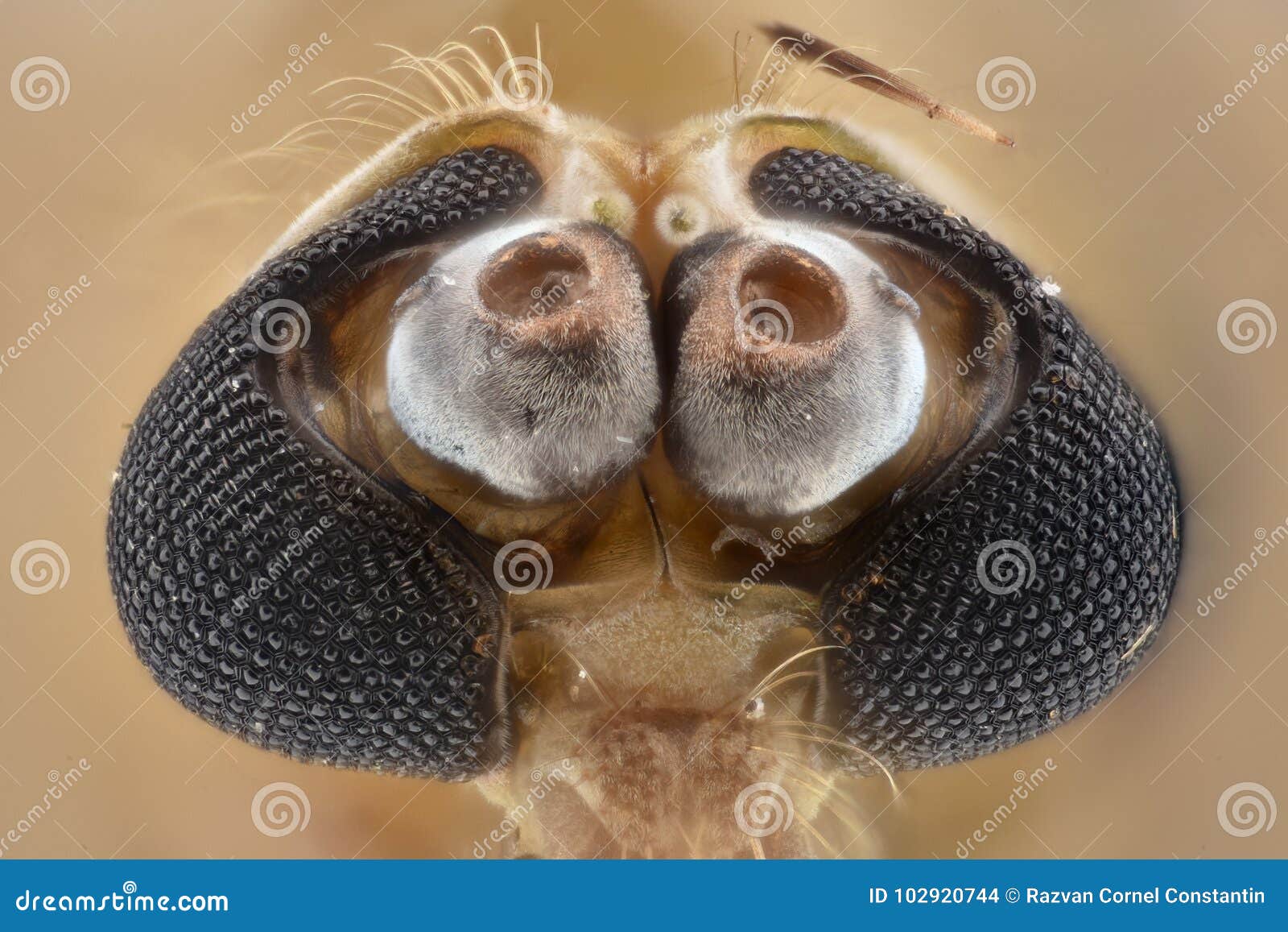 Mosquito Under Microscope