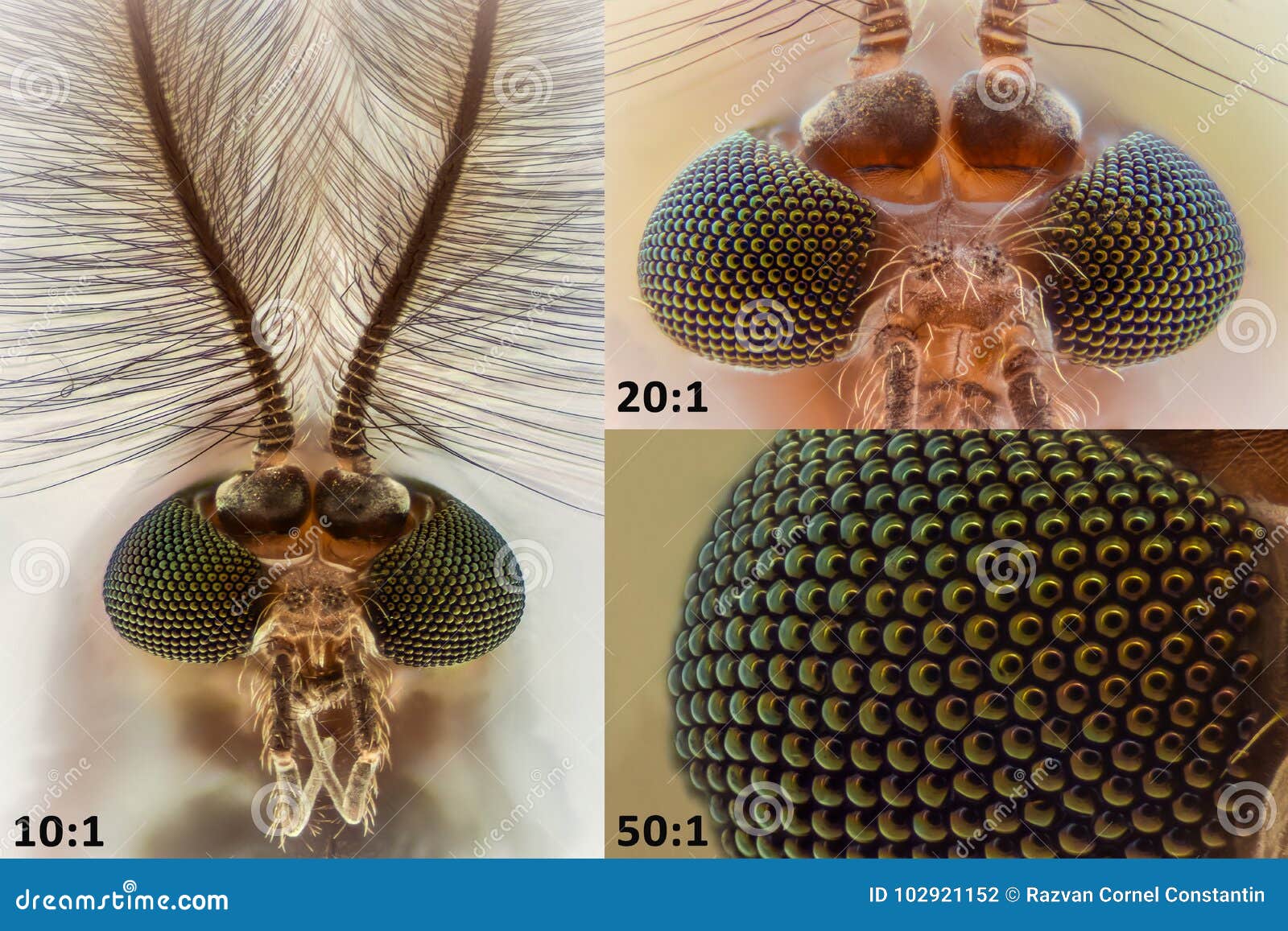 Extreme Magnification - Mosquito Head Compilation Stock Photo - Image ...