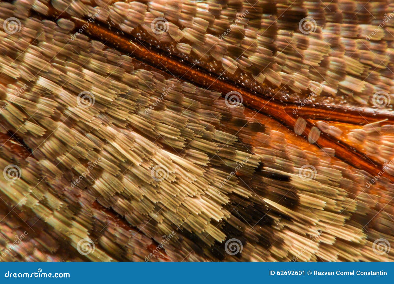 Extreme Magnification - Moth and Butterfly Wing Stock Image - Image of ...