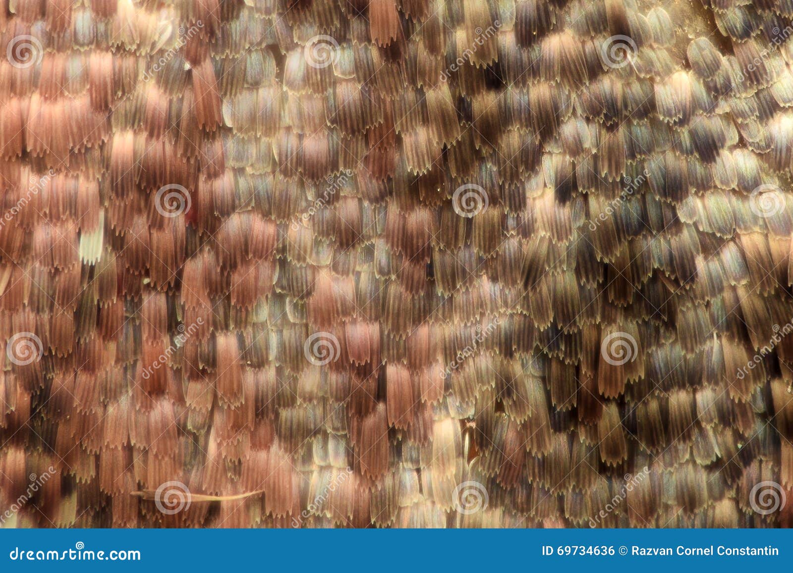 Extreme Magnification - Moth and Butterfly Wing Stock Photo - Image of ...