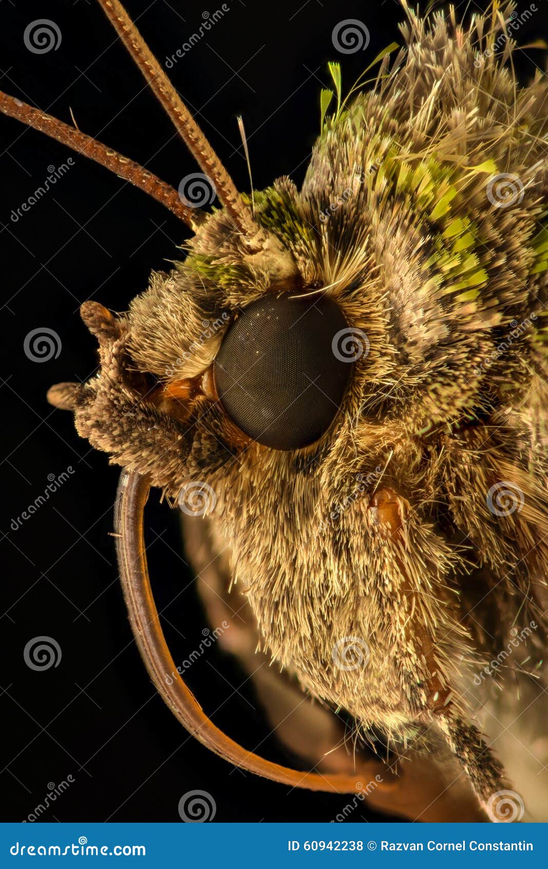 Extreme Magnification - Moth Head - Side View Stock Photo - Image of ...