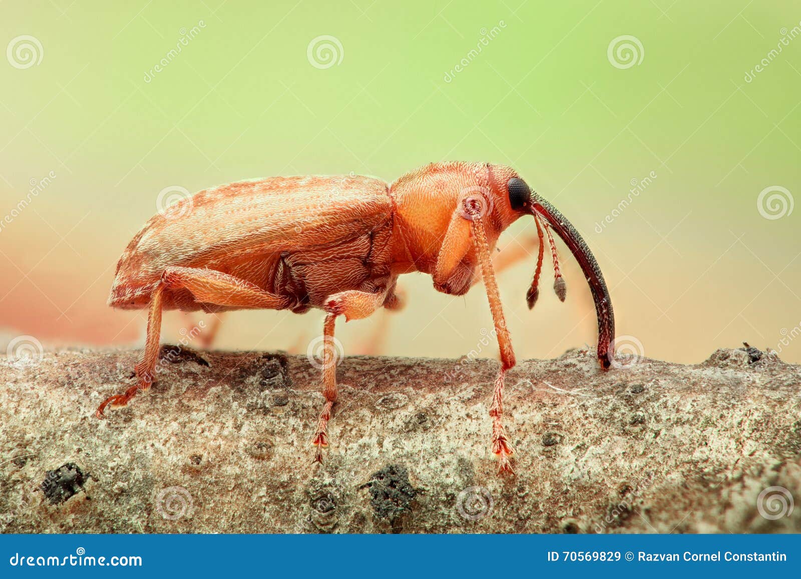 Extreme Magnification - Orange Weevil on a Stick, Side View Stock Image ...