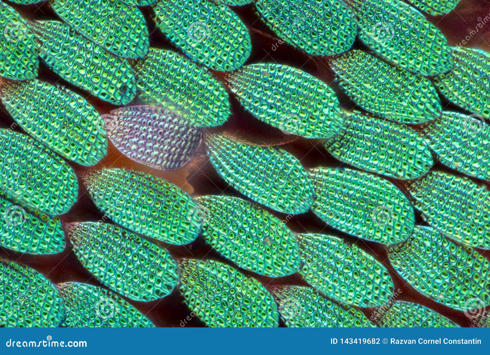 Extreme Magnification - Papilio Palinurus Butterfly Wing, 50:1 ...