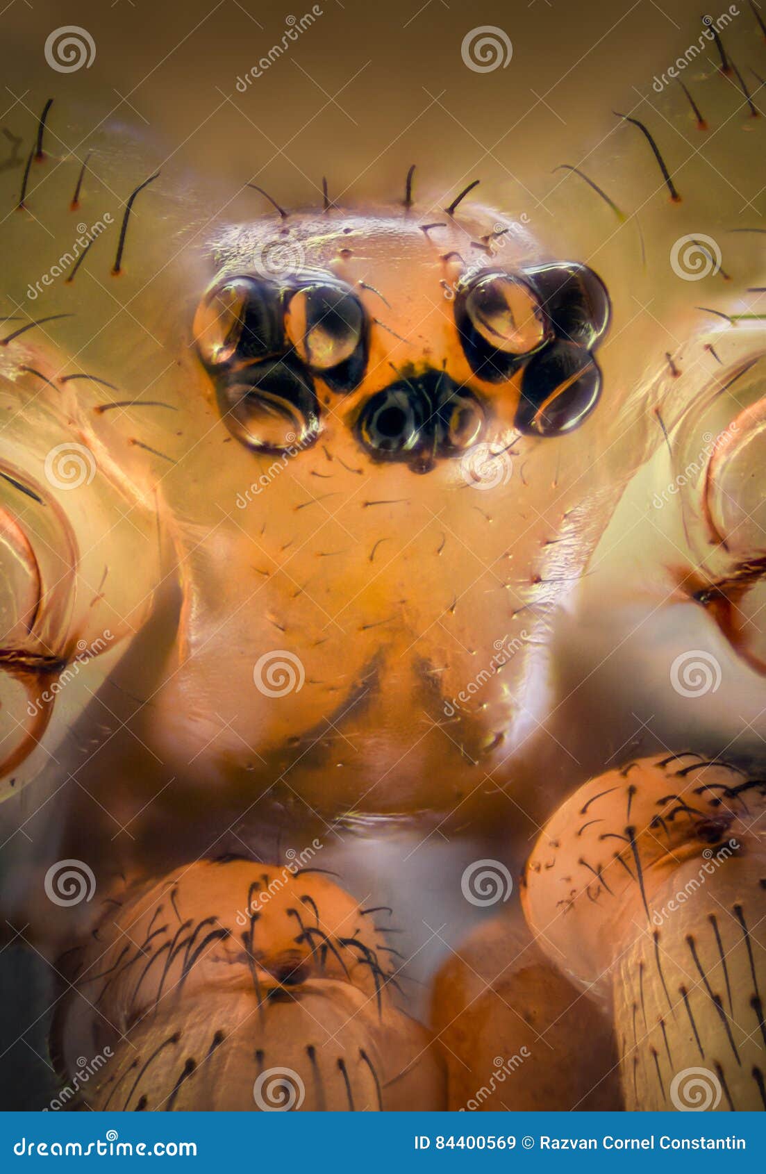 Extreme Magnification - Pholcidae, Pholcoidea Daddy Long Legs Stock ...