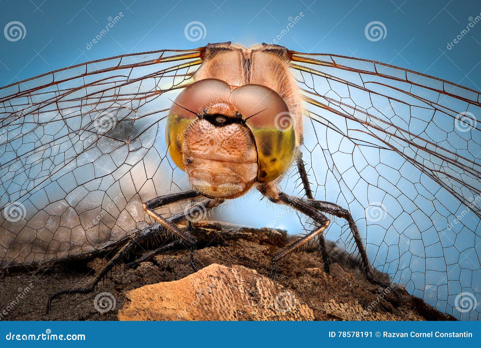 Extreme Magnification - Portrait of Dragonfly Stock Image - Image of ...