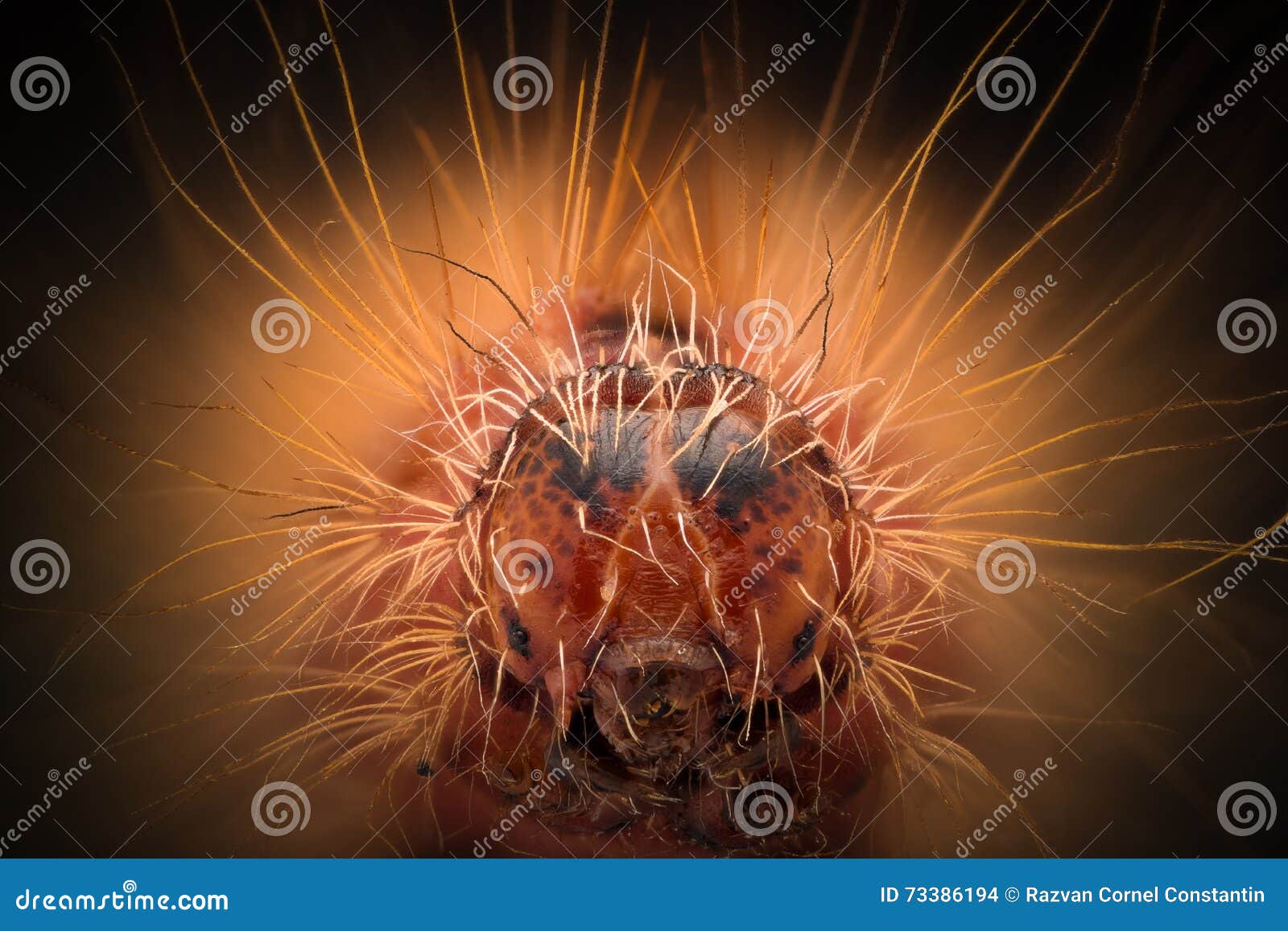 Extreme Magnification - Red Caterpillar Head Stock Photo - Image of ...