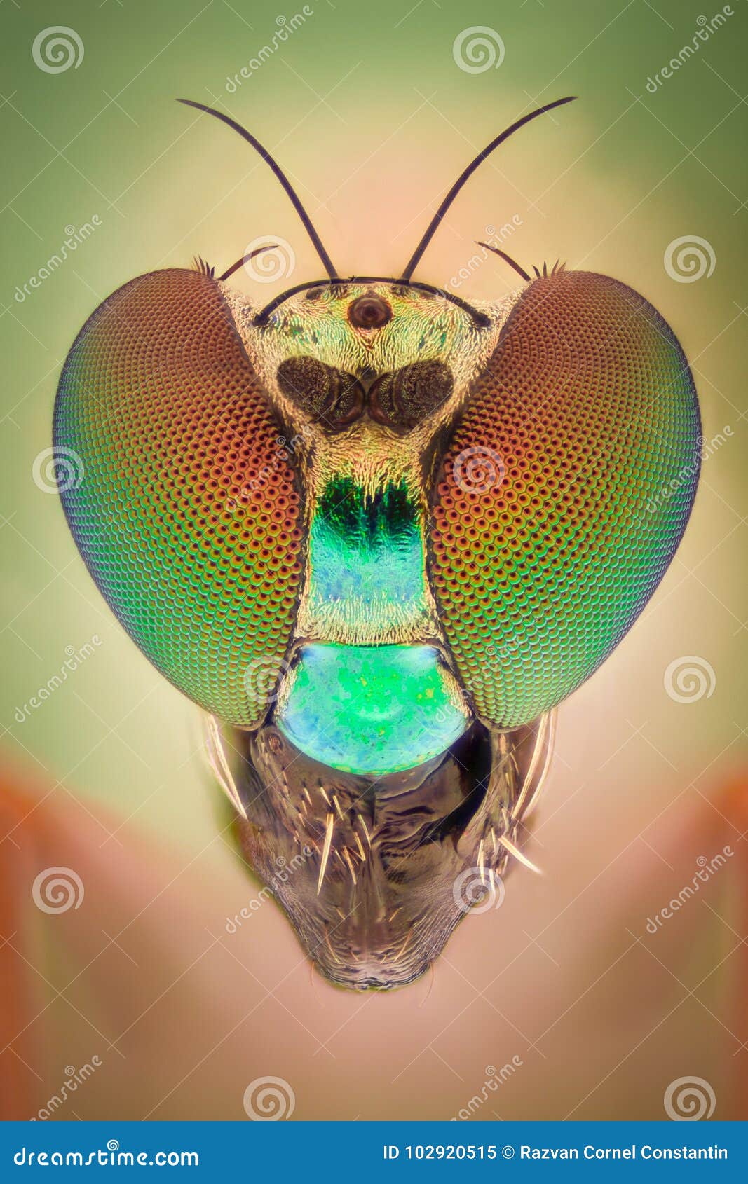 Extreme Magnification - Robber Fly Stock Image - Image of flies, legged ...