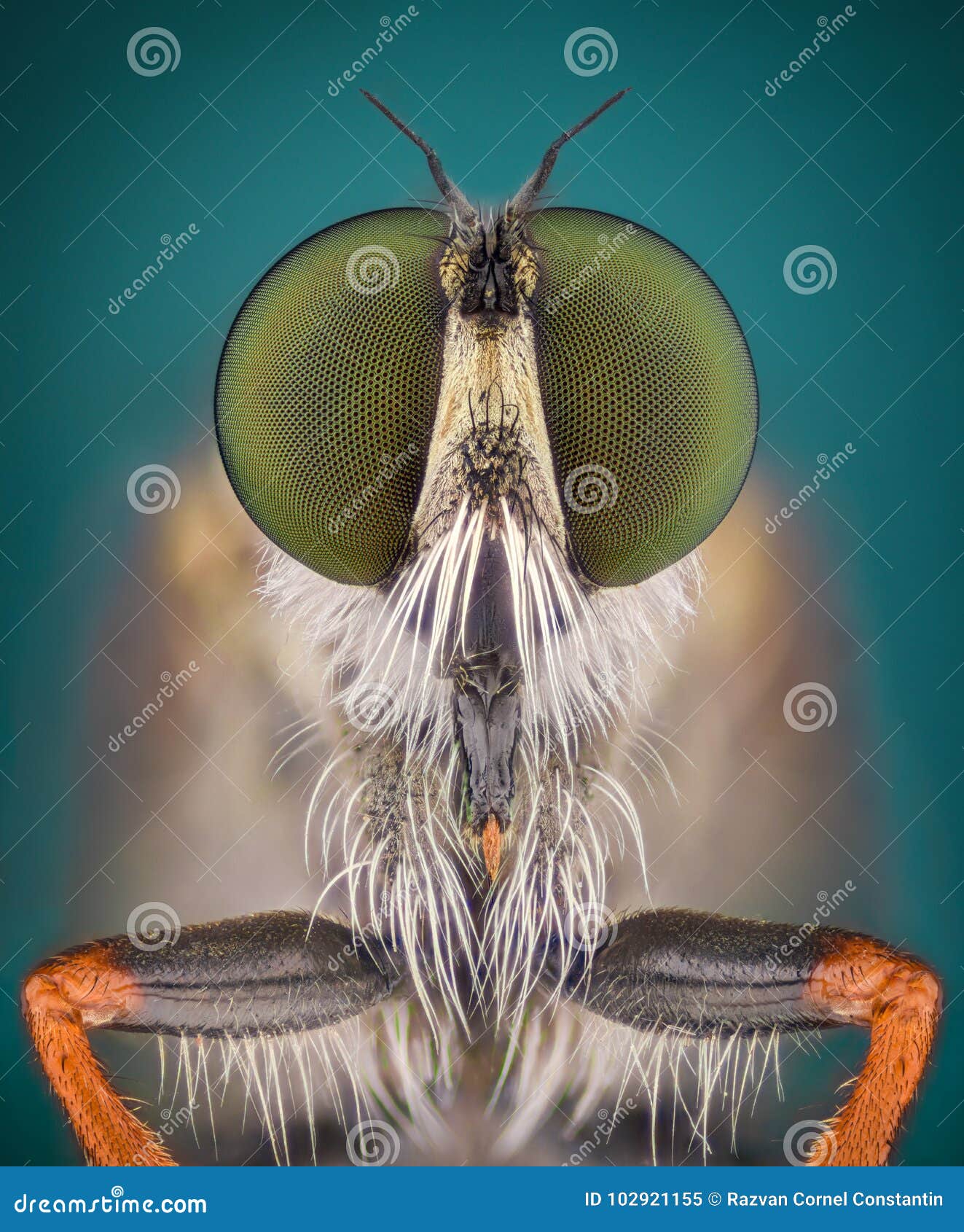 Extreme Magnification - Robber Fly Stock Image - Image of diptera ...