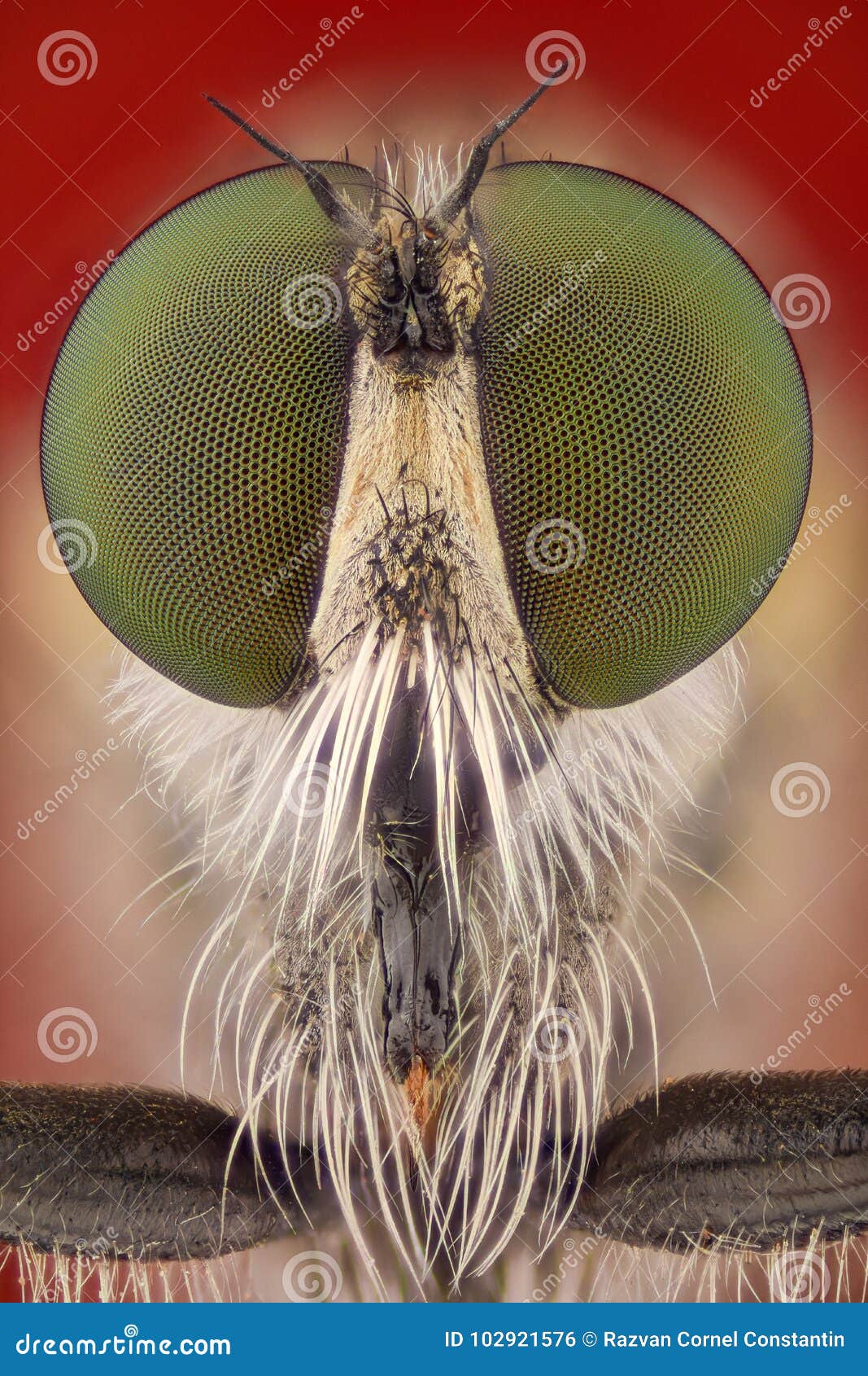 Extreme Magnification - Fly Compound Eye At Microscope, 50x ...