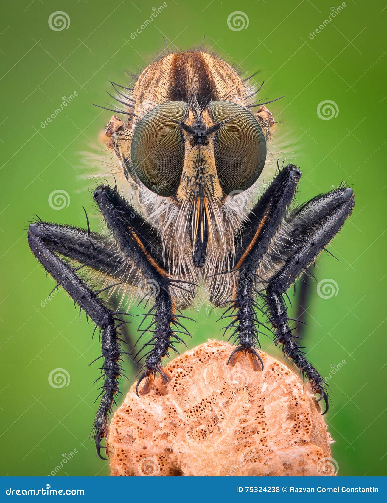 Extreme Magnification - Robber Fly Stock Photo - Image of nature ...