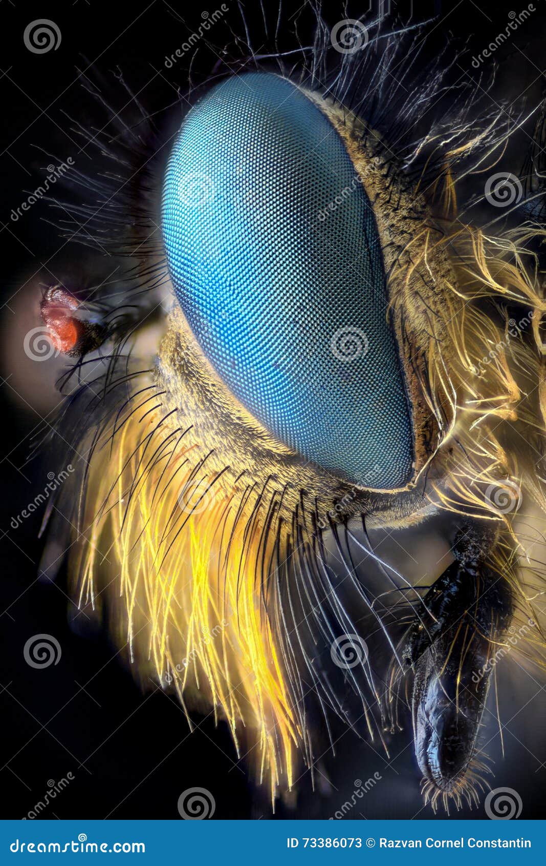 Extreme Magnification - Robber Fly Stock Image - Image of park, life ...