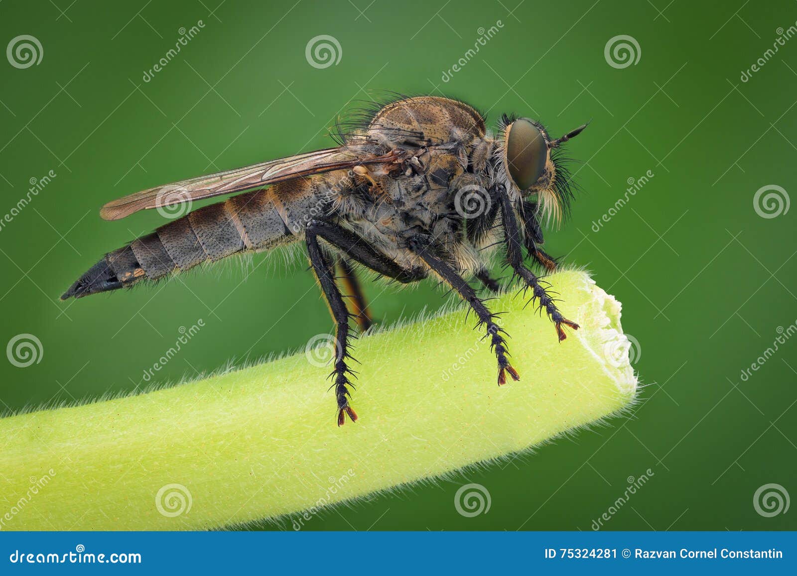 Extreme Magnification - Robber Fly Stock Image - Image of nature, color ...