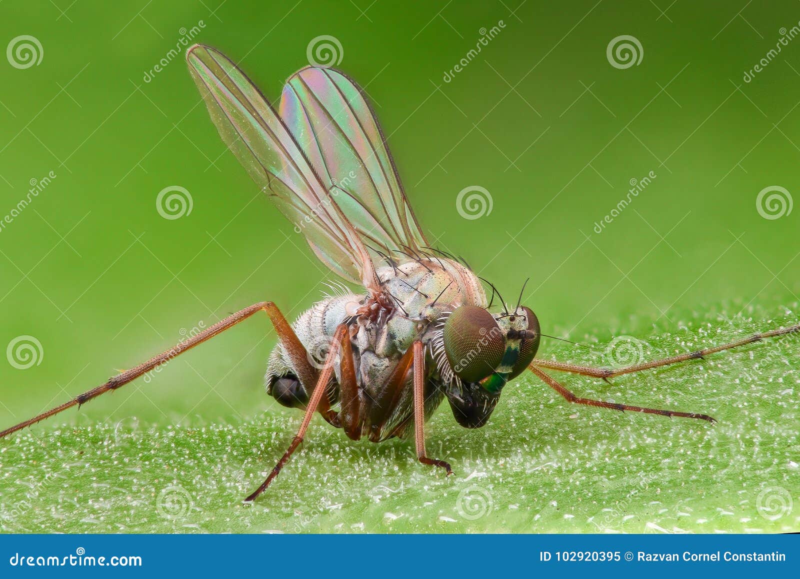 Extreme Magnification - Robber Fly Stock Image - Image of tinny, insect ...