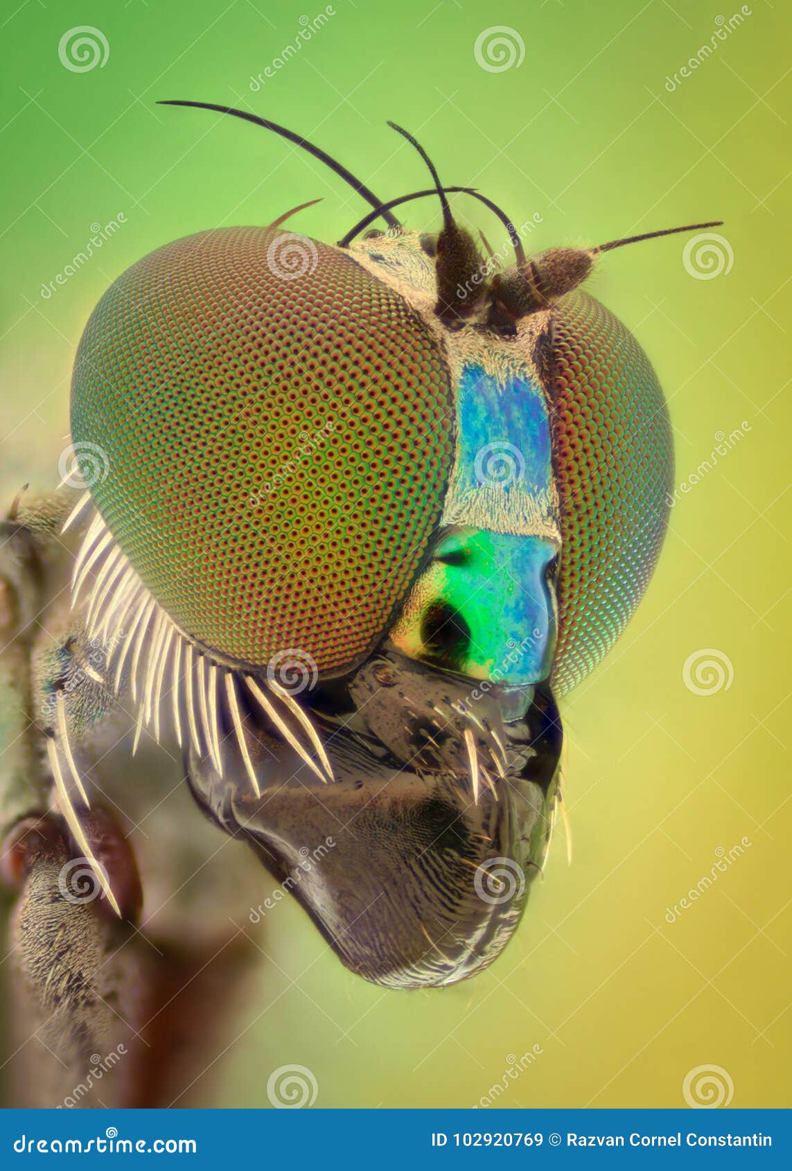 Fly Under Microscope