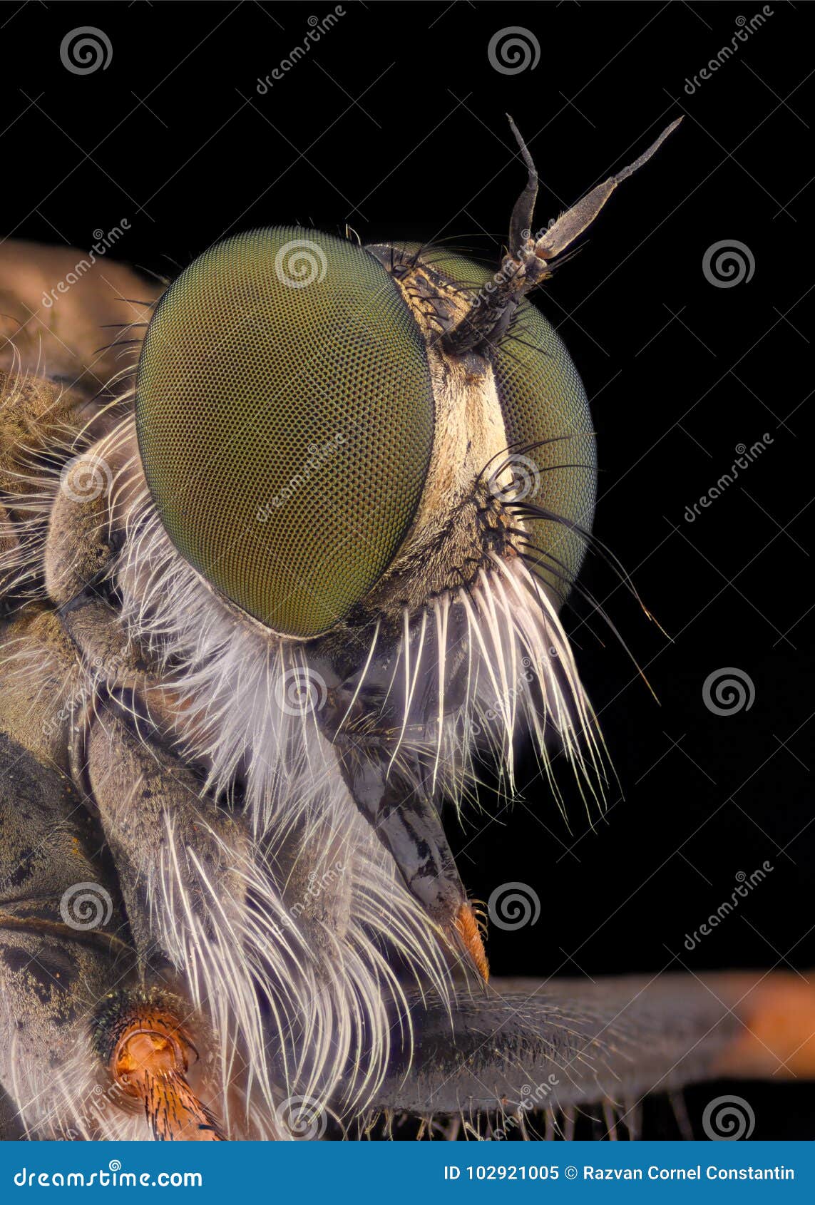 Extreme Magnification - Robber Fly Stock Image - Image of closeup ...