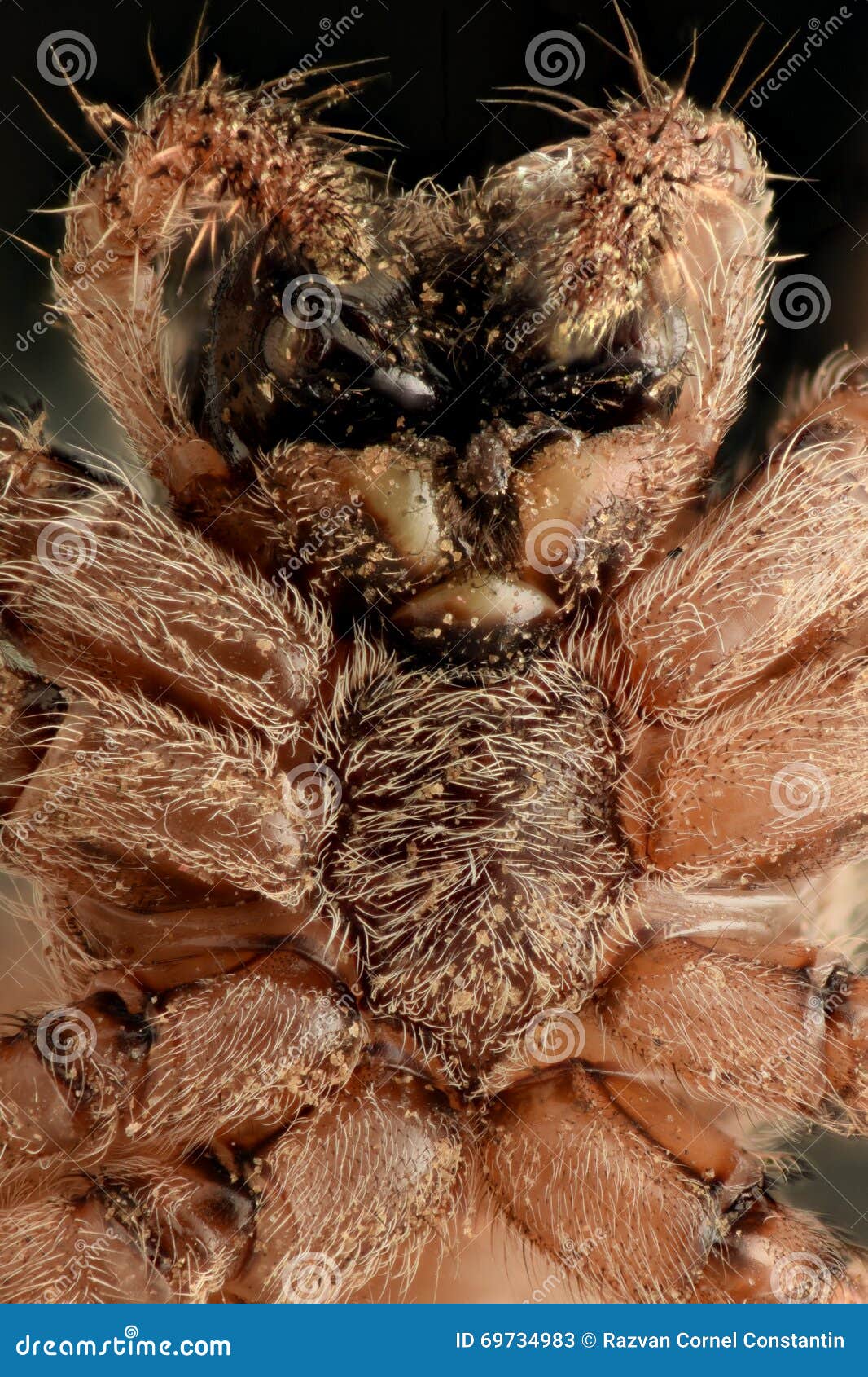 Extreme Magnification - Spider, Bottom Part Stock Image - Image of ...