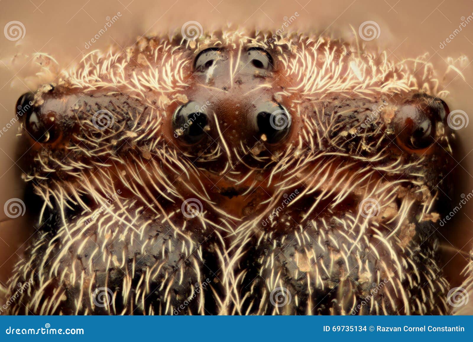 Extreme Magnification - Spider Eyes, Front View Stock Photo - Image of ...