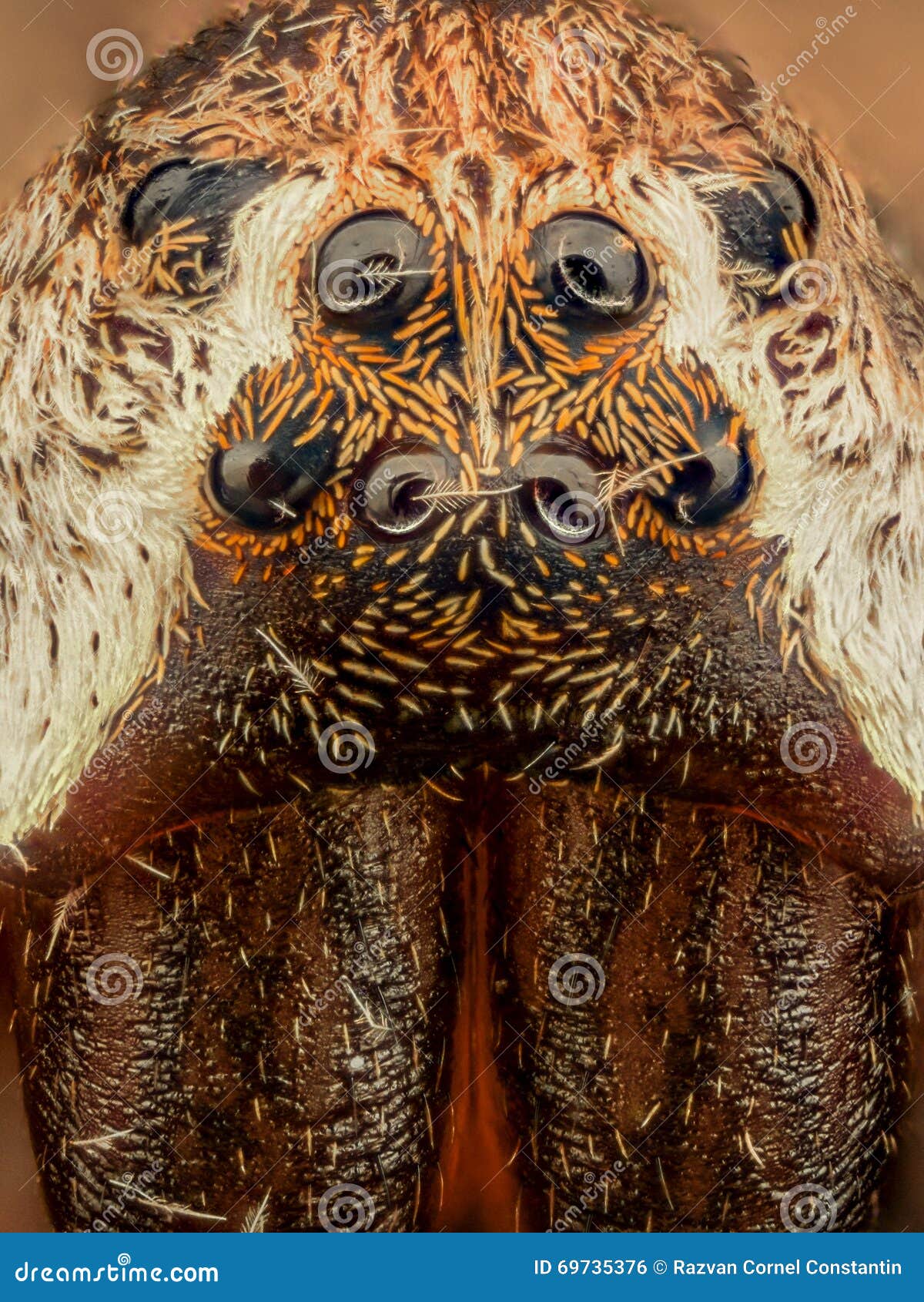 Extreme Magnification - Spider Eyes, Front View Stock Photo - Image of ...