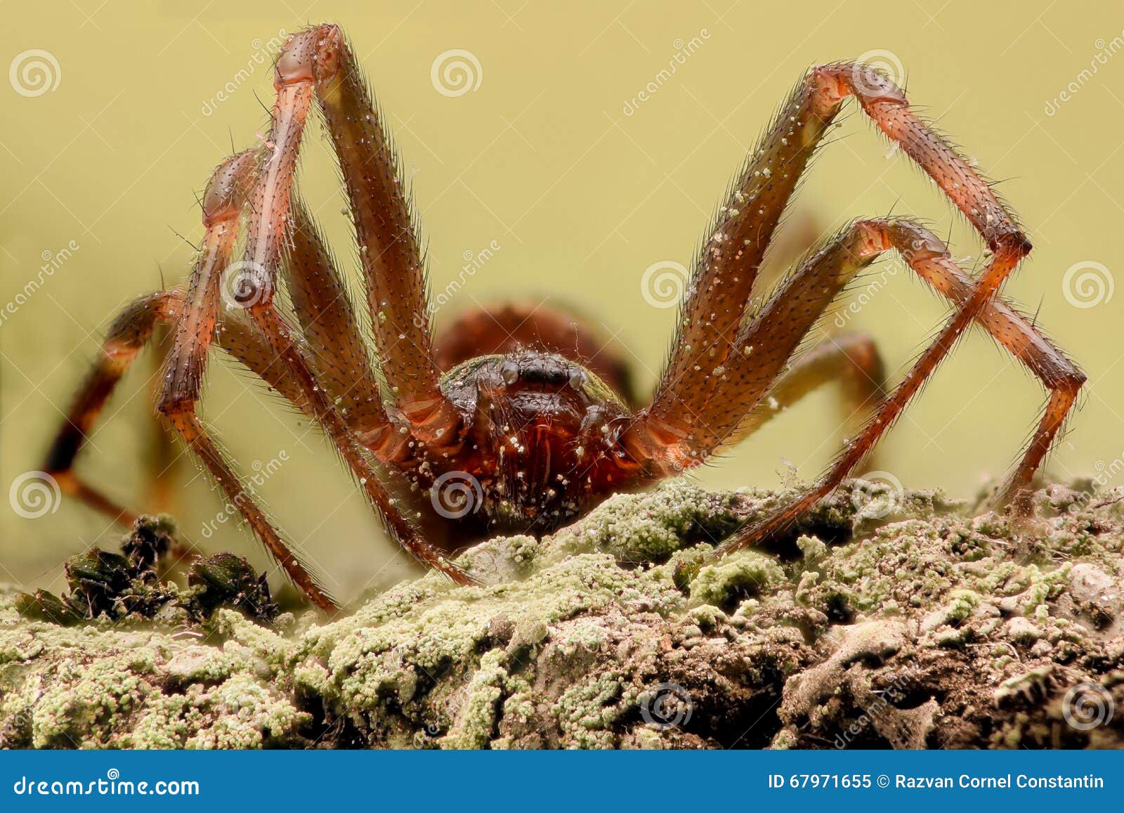 Extreme Magnification - Spider on Ground Stock Image - Image of ...