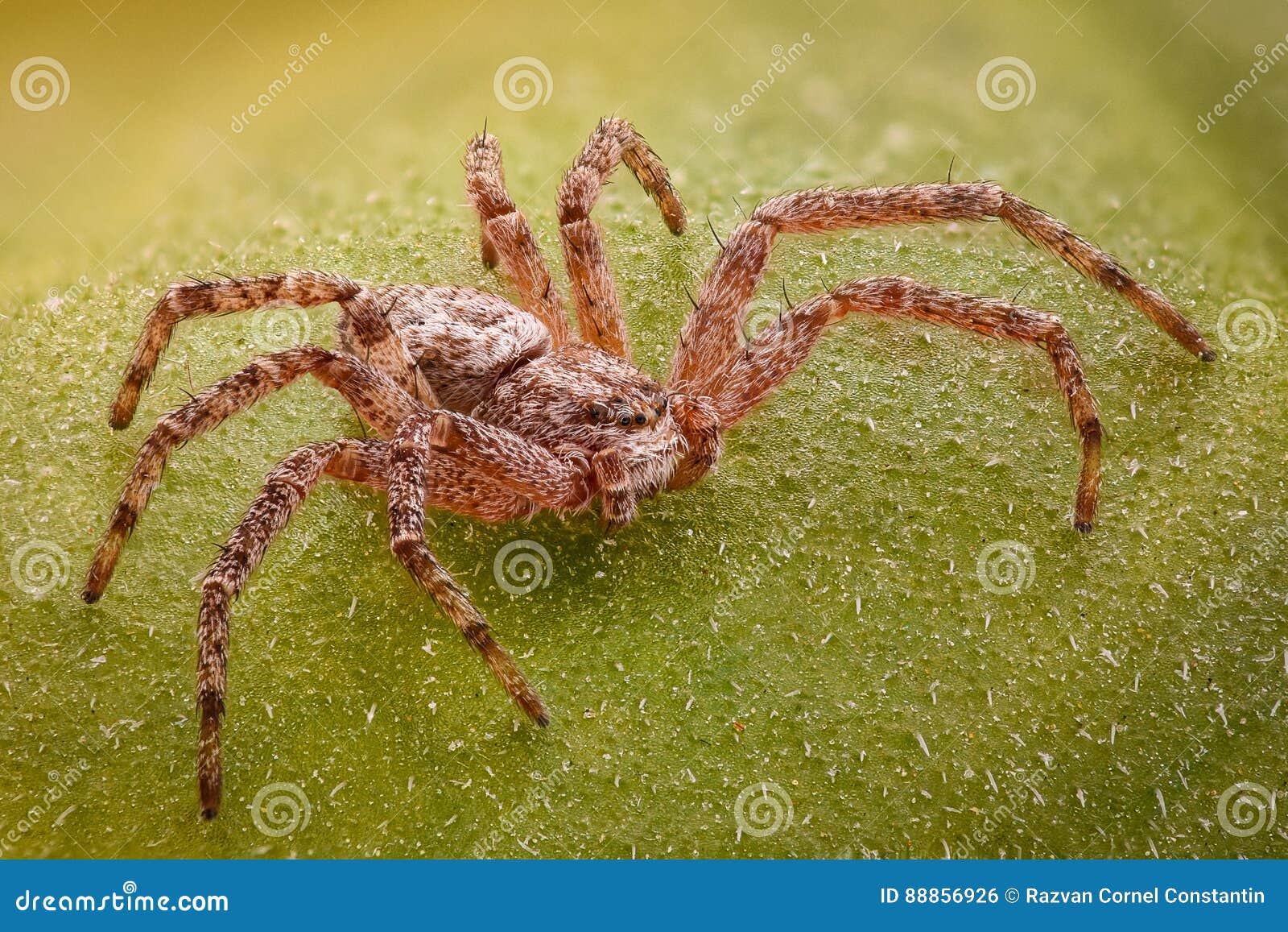 Extreme Magnification - Spider on a Leaf Stock Photo - Image of ...