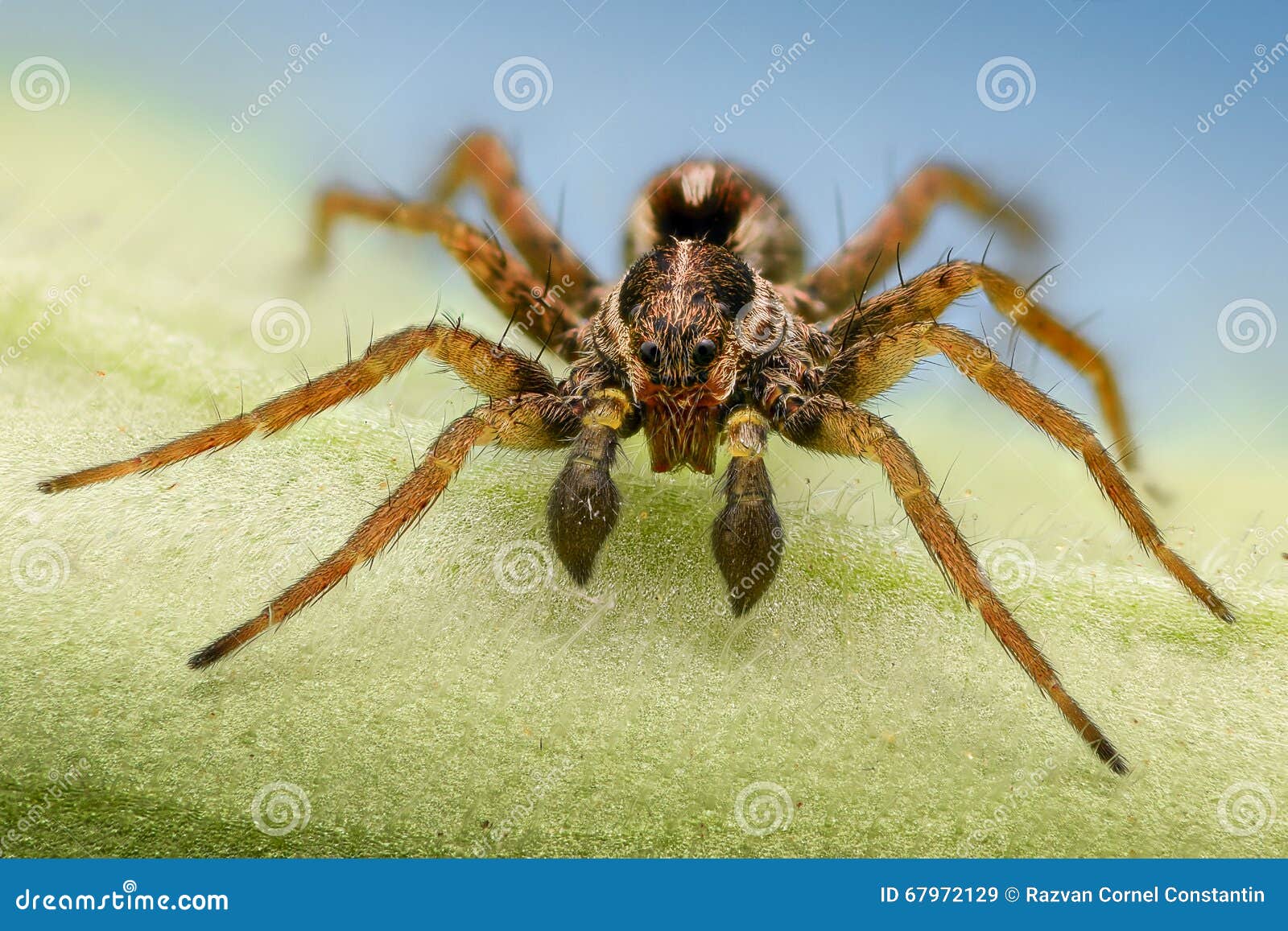 Extreme Magnification - Spider on a Leaf Stock Image - Image of ...