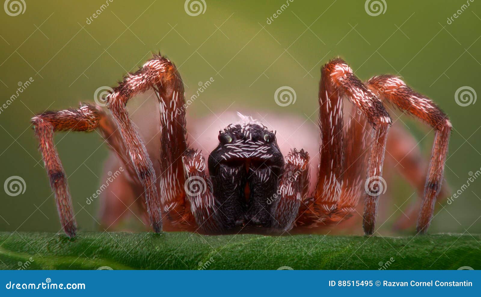 Extreme Magnification - Spider on a Leaf, Front View Stock Image ...