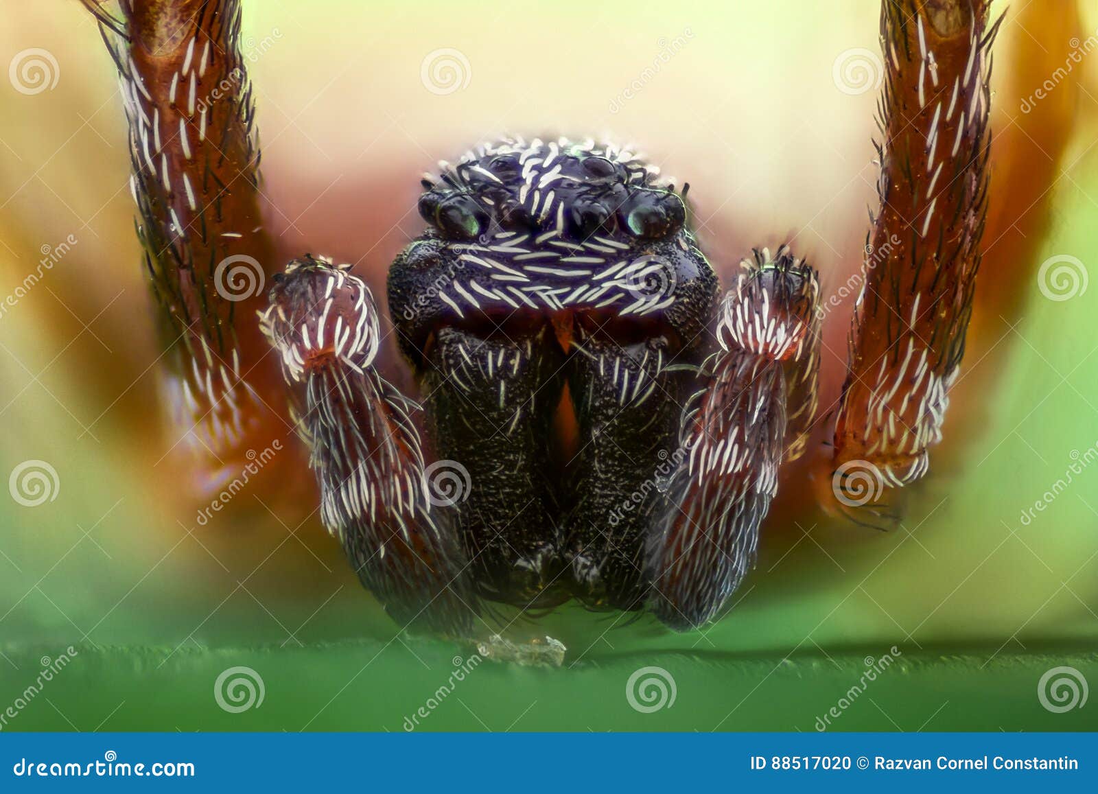 Leaf Front Side Of Peepal Tree, Ficus Religious From Fig Family Royalty ...