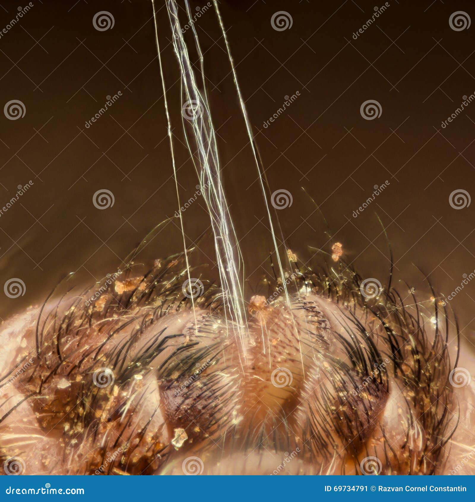 Extreme Magnification - Spider, Web Crafting Stock Image - Image of ...