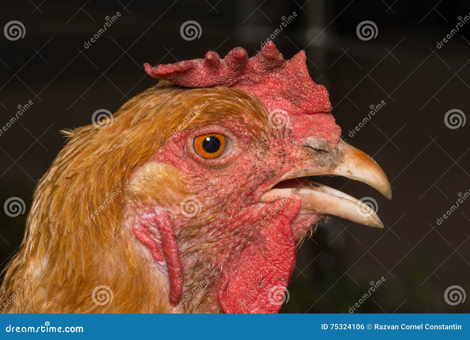 Extreme Magnification - Spiked Bug Stock Photo - Image of isolated ...