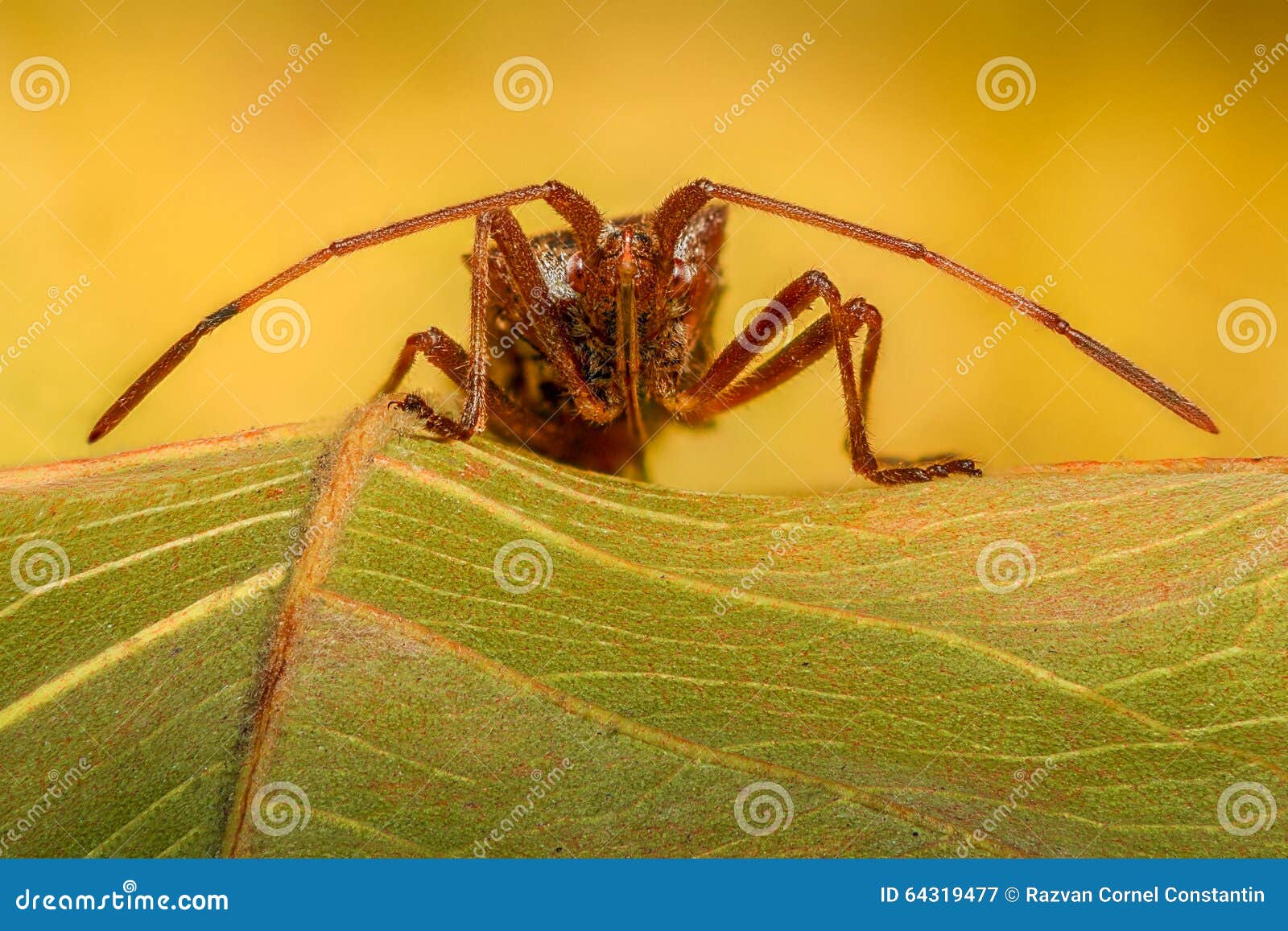 Extreme Magnification - Stink Bug on a Leaf Stock Image - Image of ...