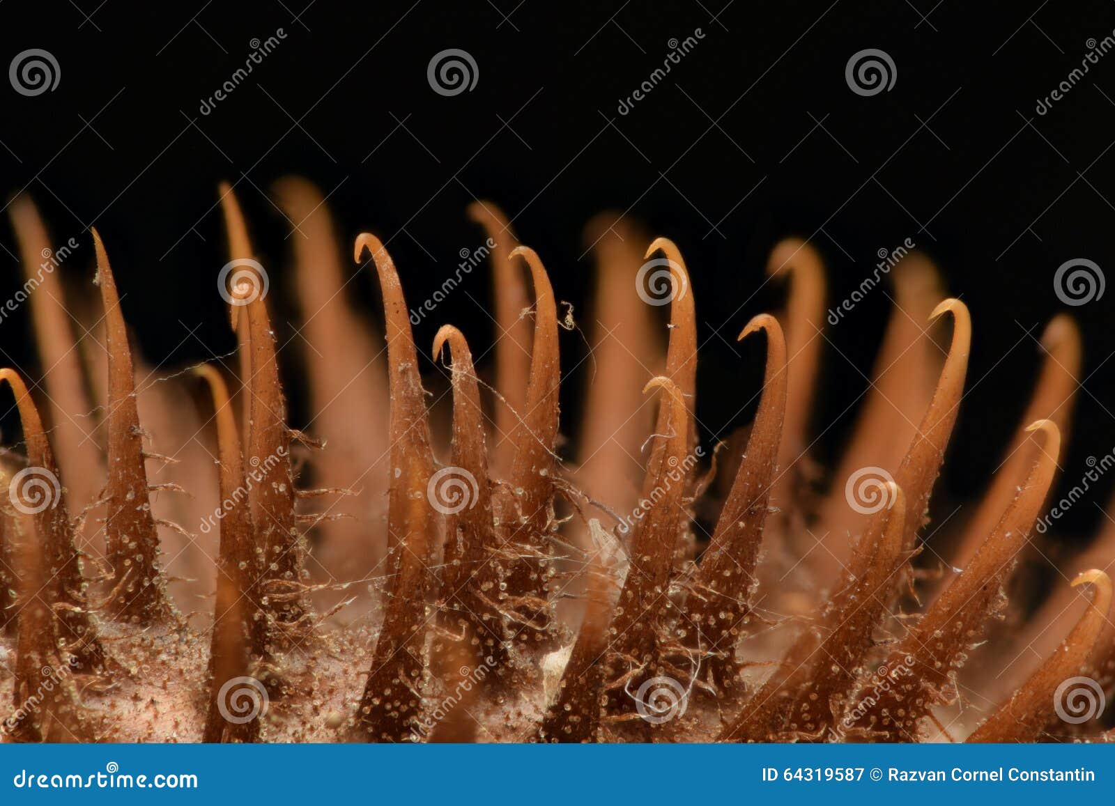 Extreme Magnification - Thistle Stock Image - Image of color, black ...