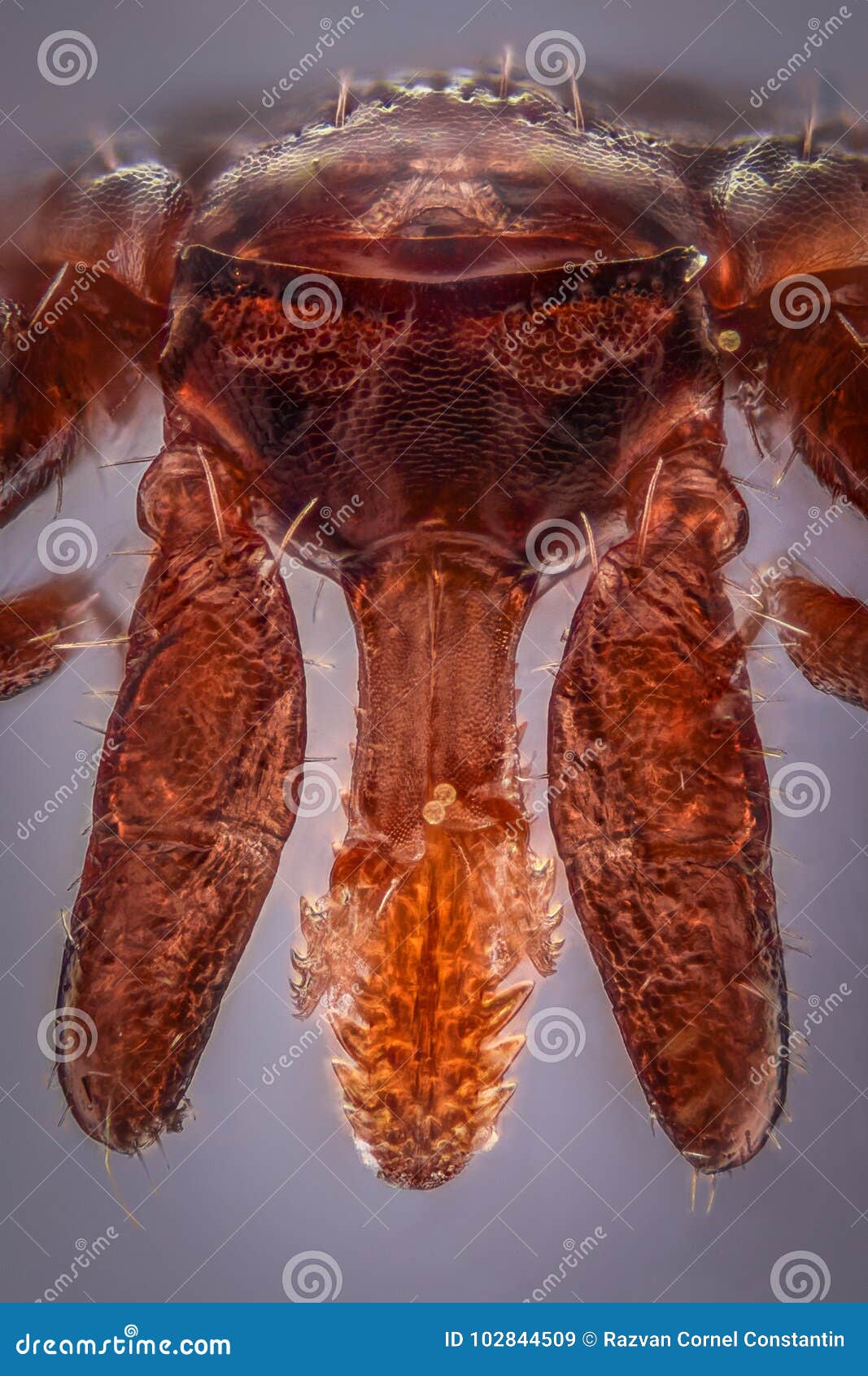 Extreme Magnification - Tick at 10x Stock Image - Image of mark ...