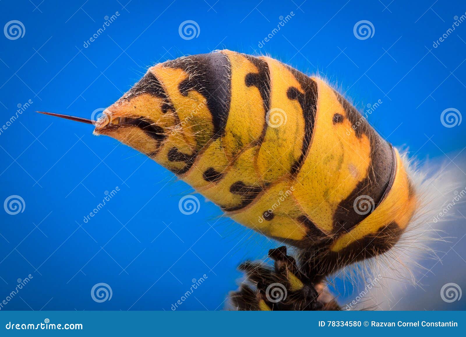 Extreme Magnification - Wasp Body With Stinger Stock Photography ...