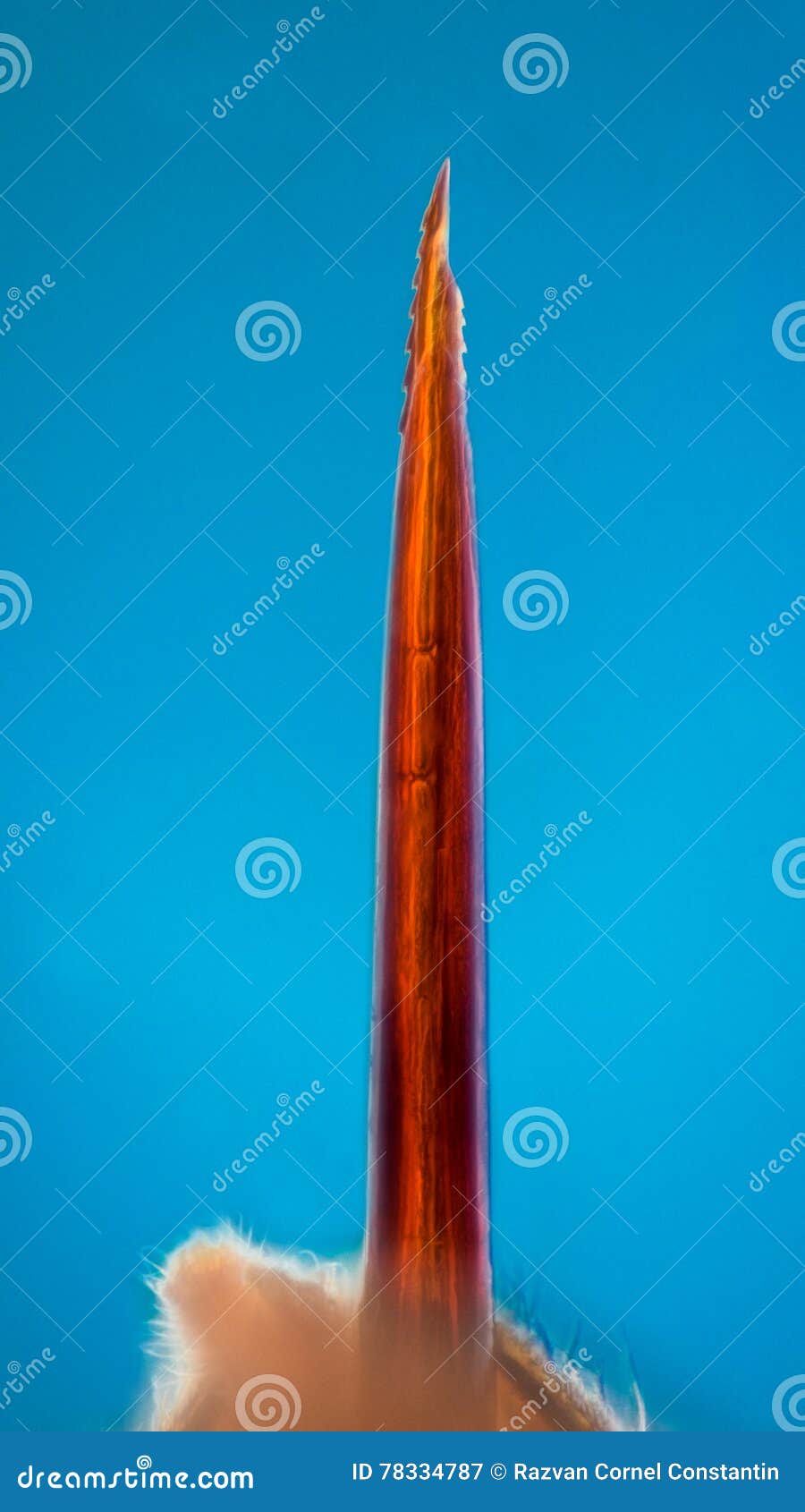 Extreme Magnification - Wasp Stinger Stock Image - Image of pierce ...