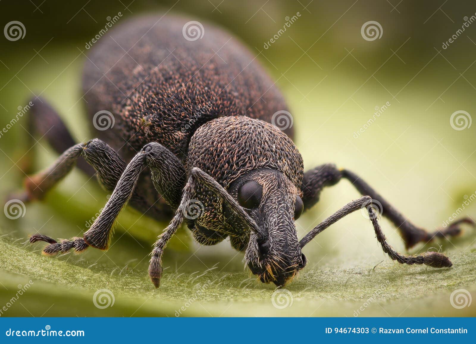 Extreme Magnification - Weevil Stock Image - Image of detailed ...