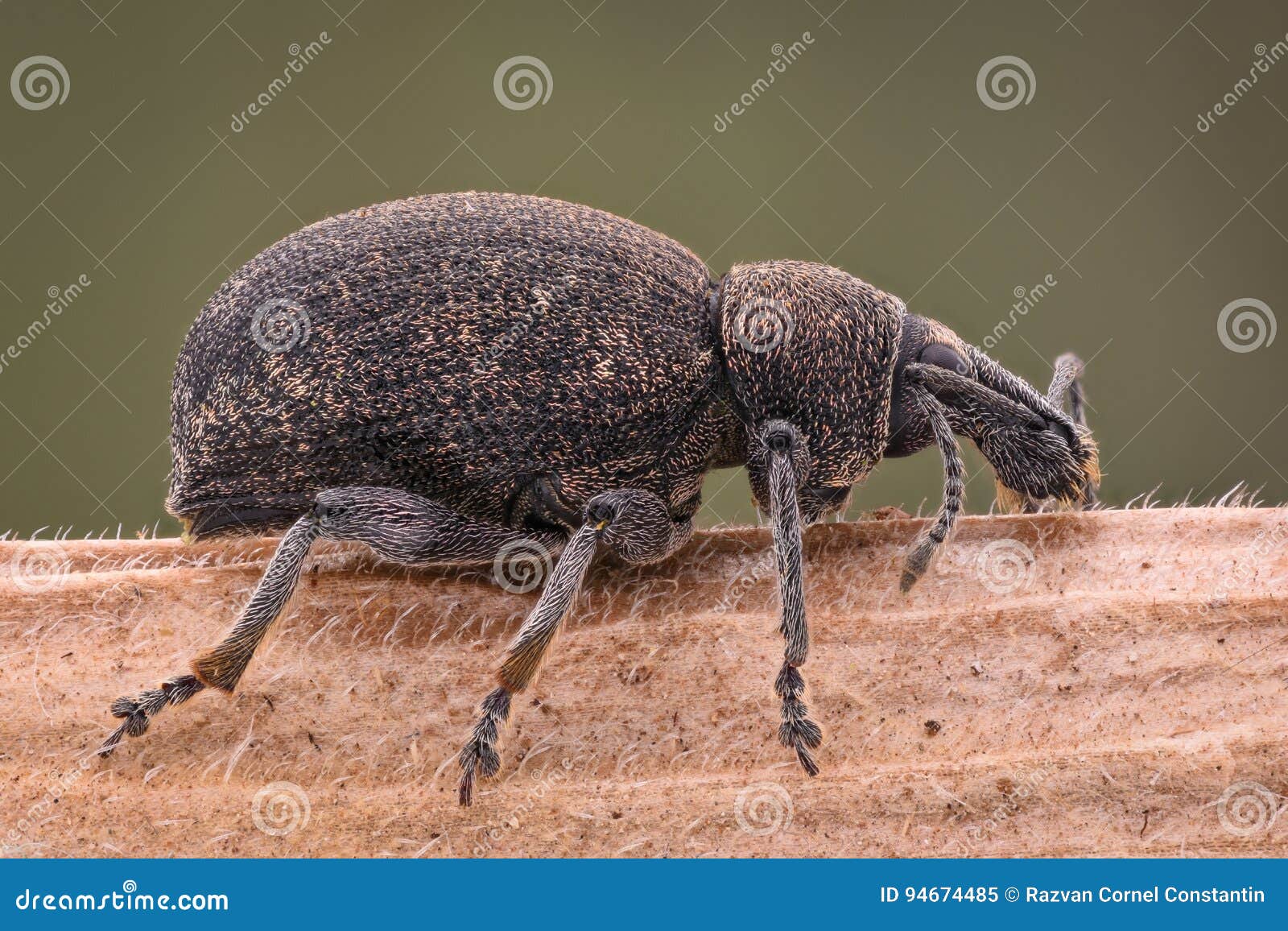 Extreme Magnification - Weevil Stock Image - Image of head, hair: 94674485