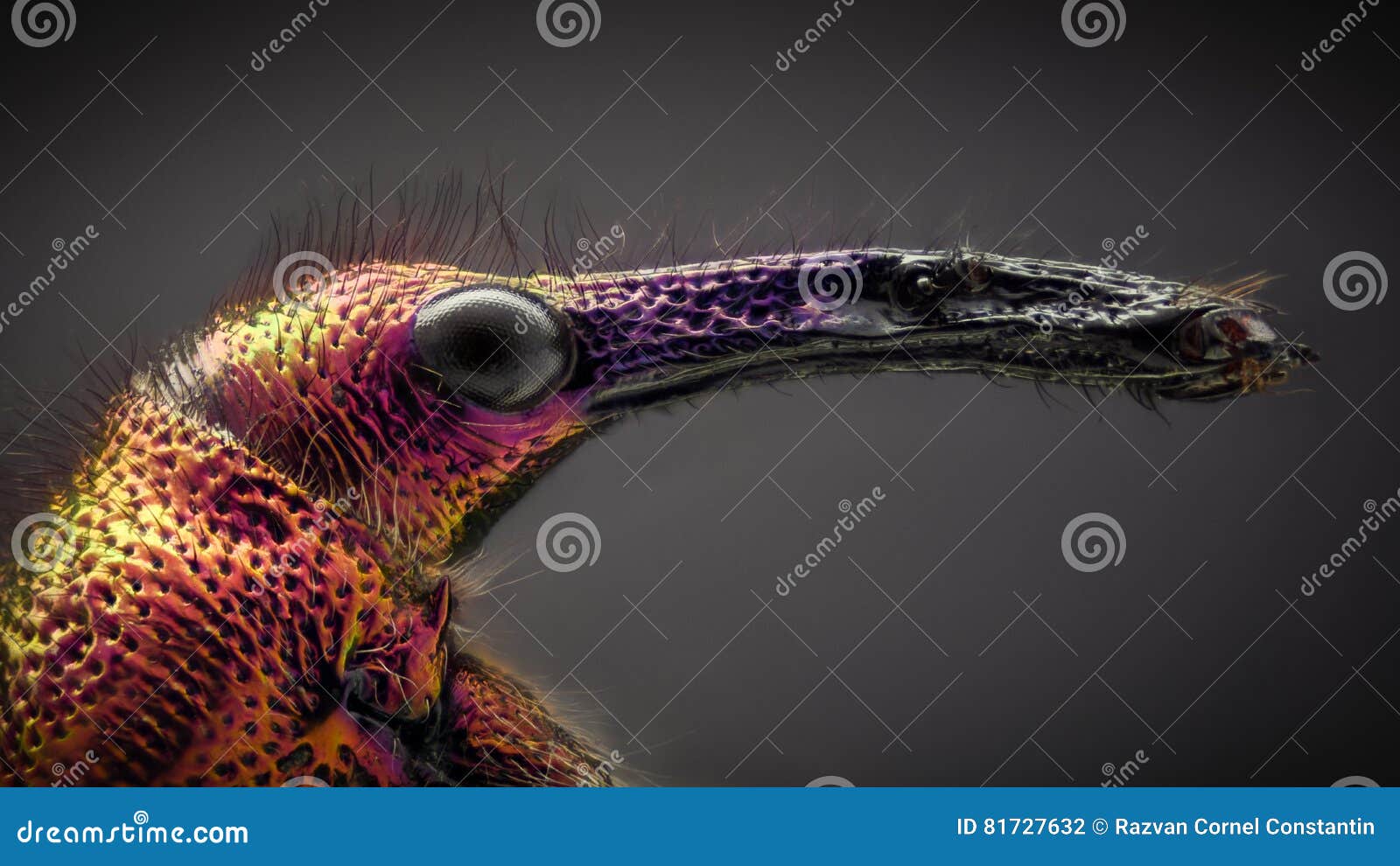 Extreme Magnification - Weevil Portrait Stock Photo - Image of creature ...