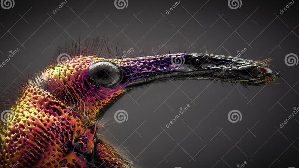 Extreme Magnification - Weevil Portrait Stock Photo - Image of creature ...