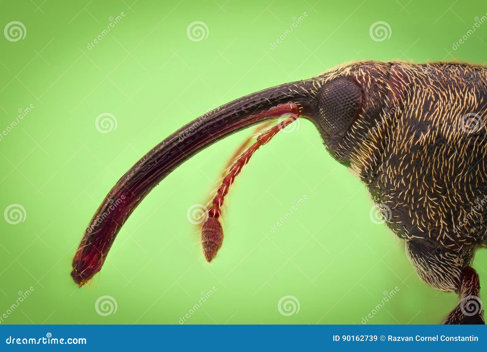 Extreme Magnification - Weevil, Side View Stock Image - Image of ...