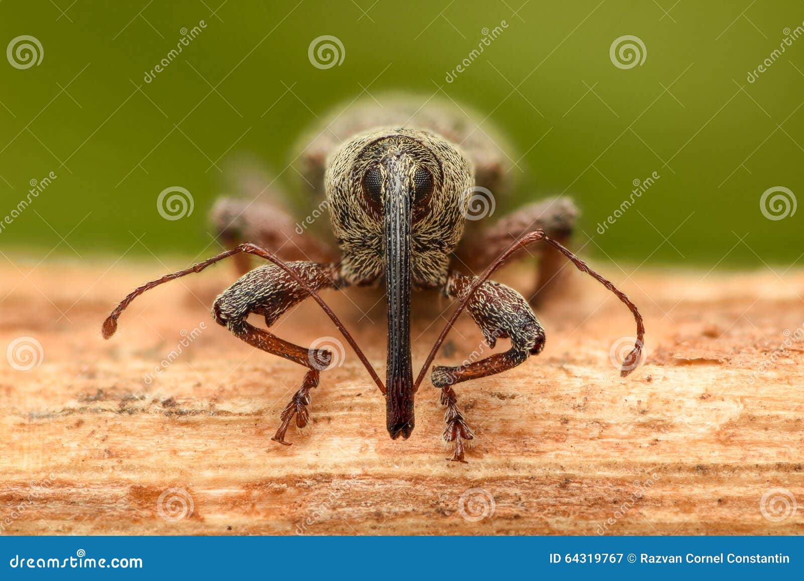 Extreme Magnification - Weevil on a Stick Stock Image - Image of head ...