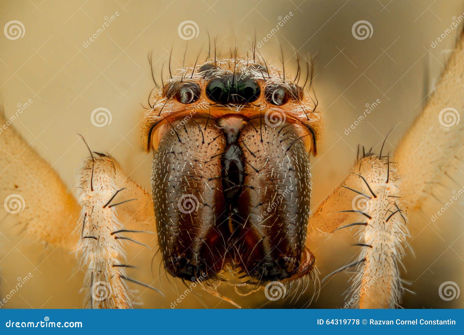Extreme Magnification - White Spider Stock Photo - Image of arachnid ...